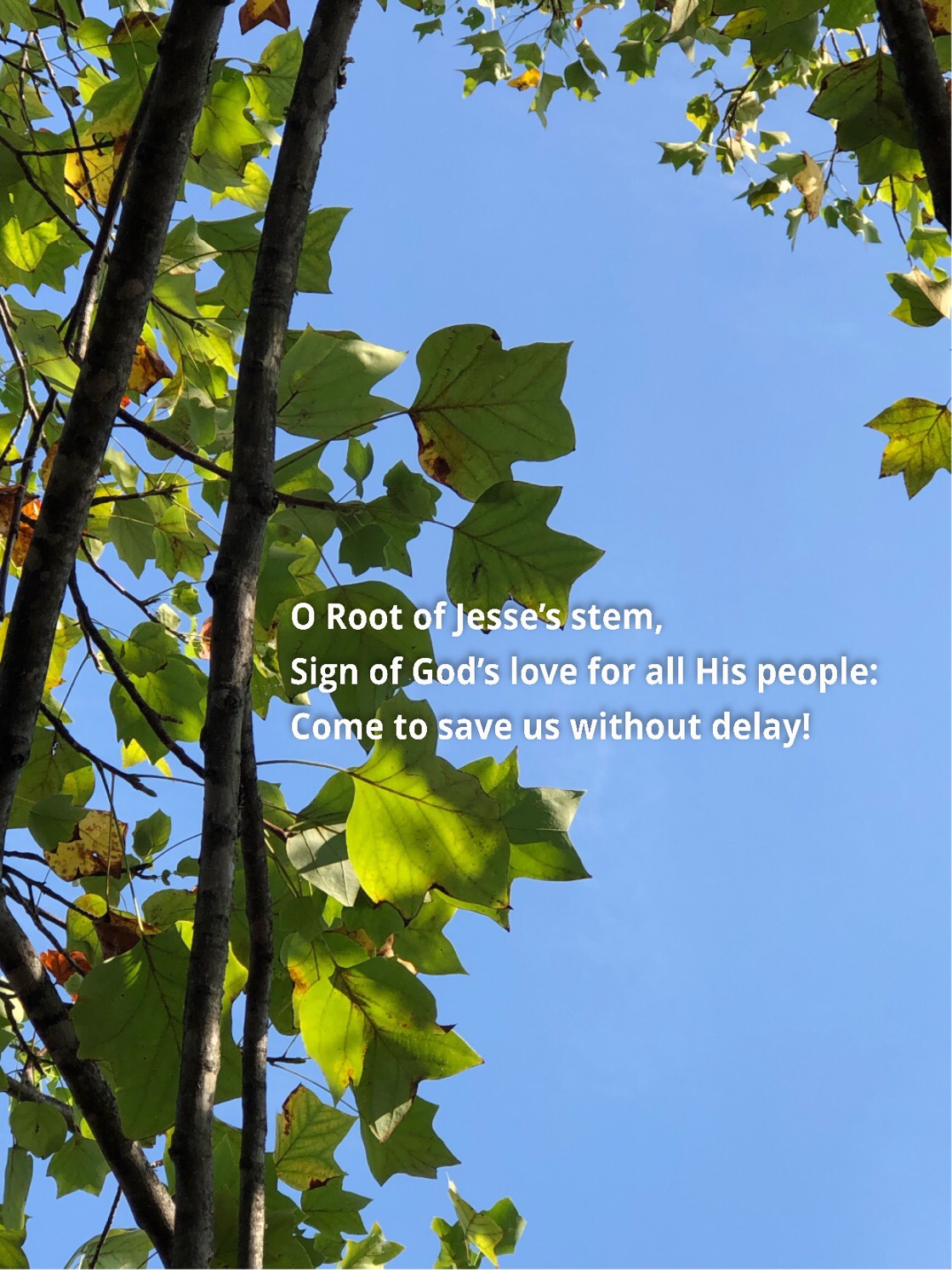 O Come: Root of Jesse’s Stem – The Domestic Church of Bosco